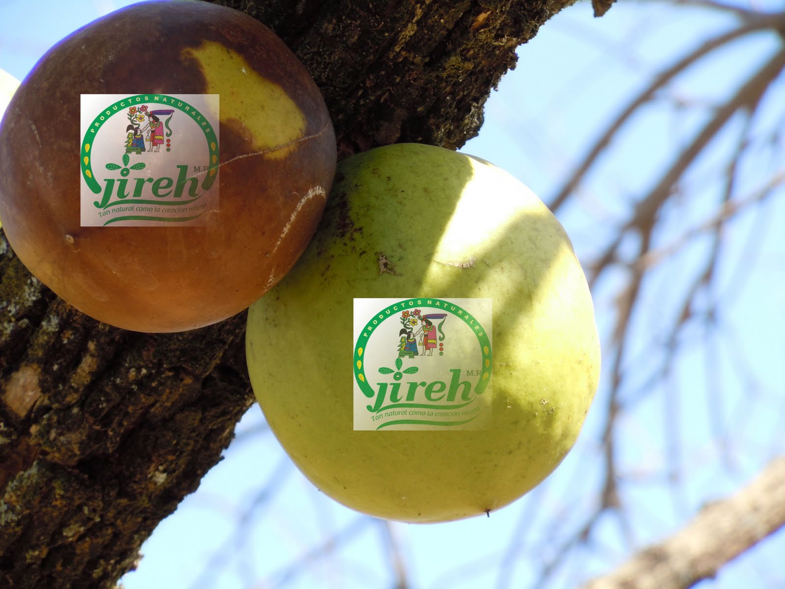 CUATECOMATE TÓNICO PULMONAR JIREH