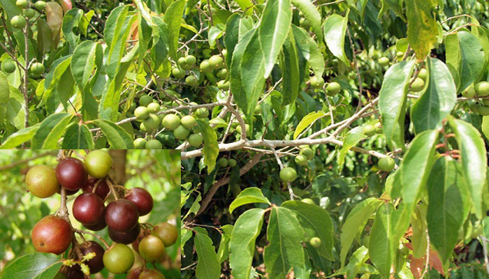 Pitt From Lundu: KISAH ASAL USUL KAMPUNG RUKAM