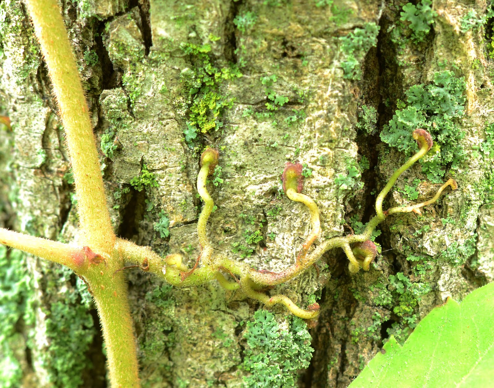 Indiana Plant A Day: Virginia Creeper