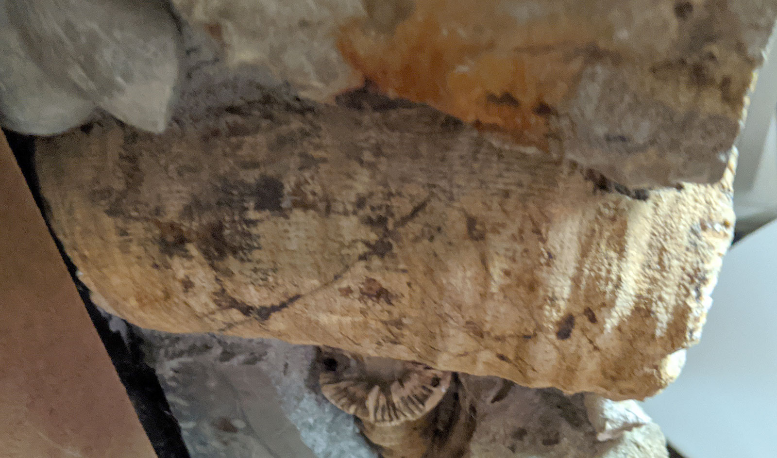 Louisville Fossils and Beyond: Dec 15, 2019