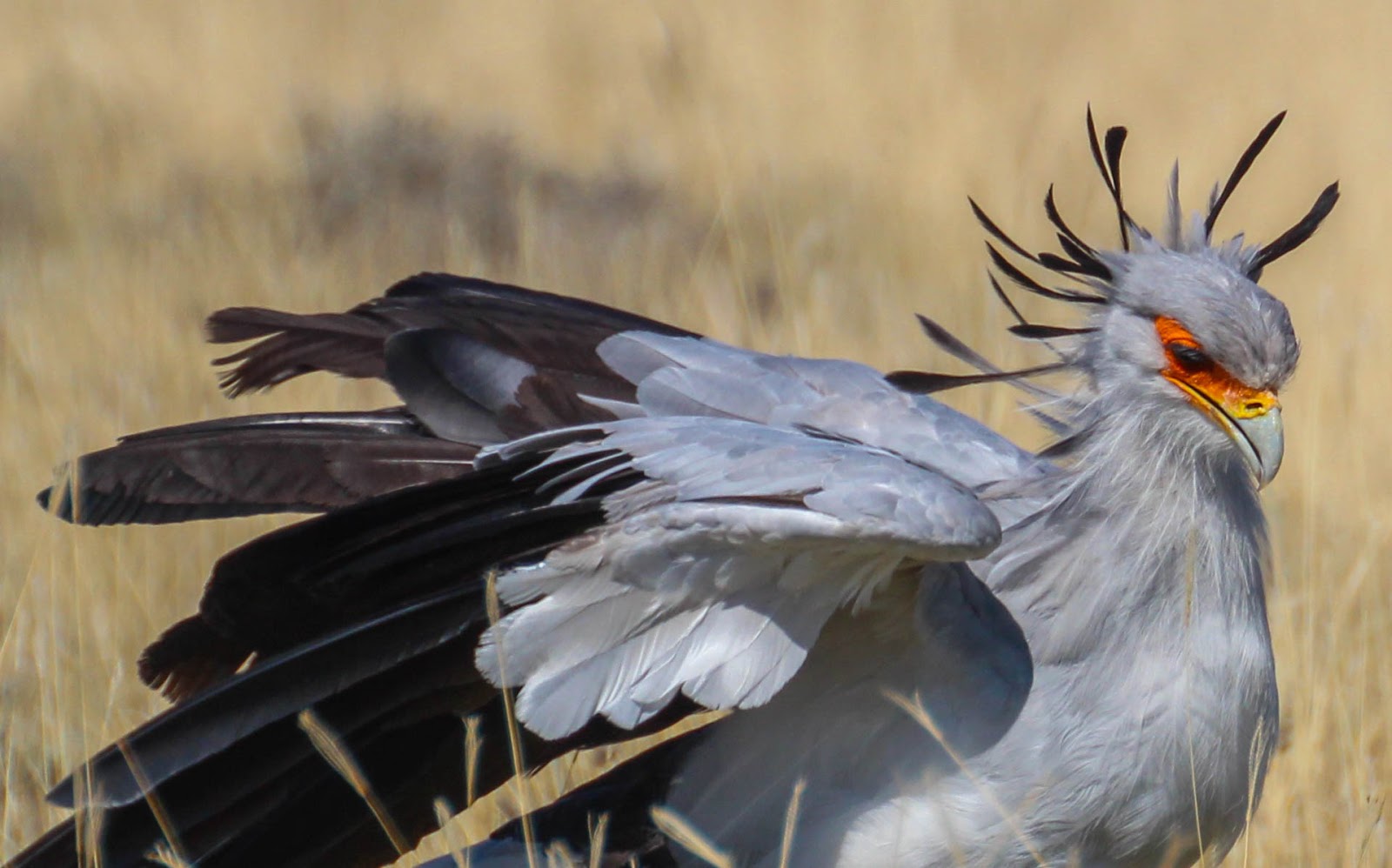 Cannundrums: Travel - Bird Photos
