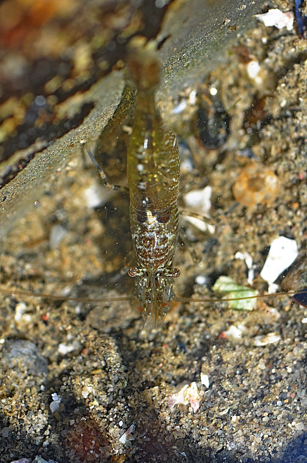 Buzz's Marine Life of Puget Sound: Mid and High Intertidal Explorations