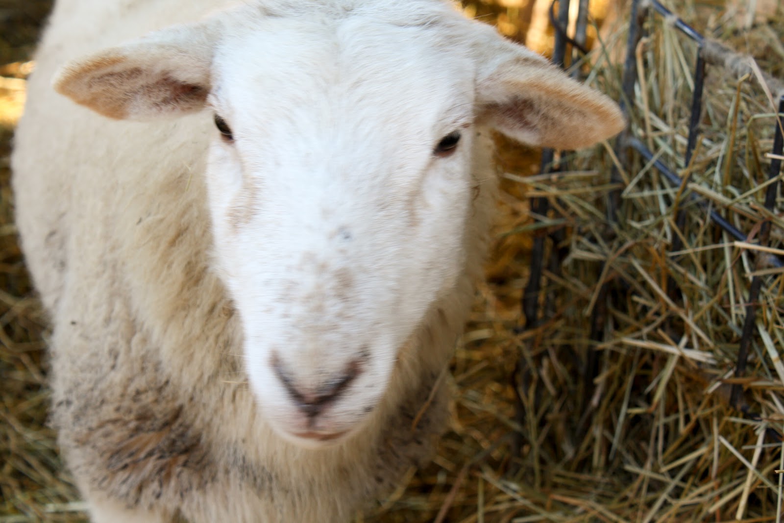 Seattle Tall Poppy: Spring Lamb at Ninety Farms