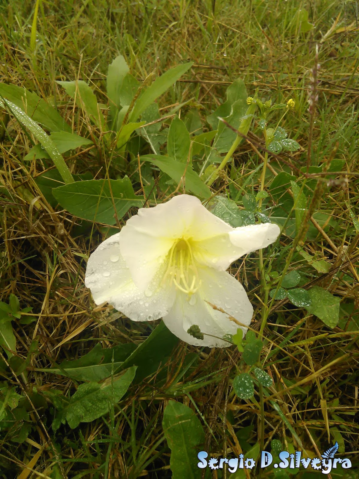 Flora Nativa de Entre Rios