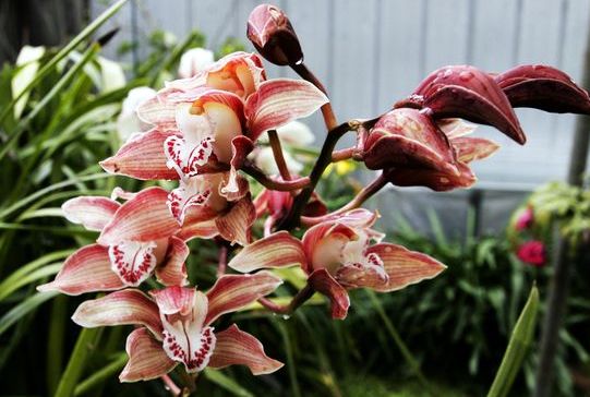 Ορχιδέα Cymbidium. Η πανέμορφη και ανθεκτική Ορχιδέα εξωτερικού χώρου ...
