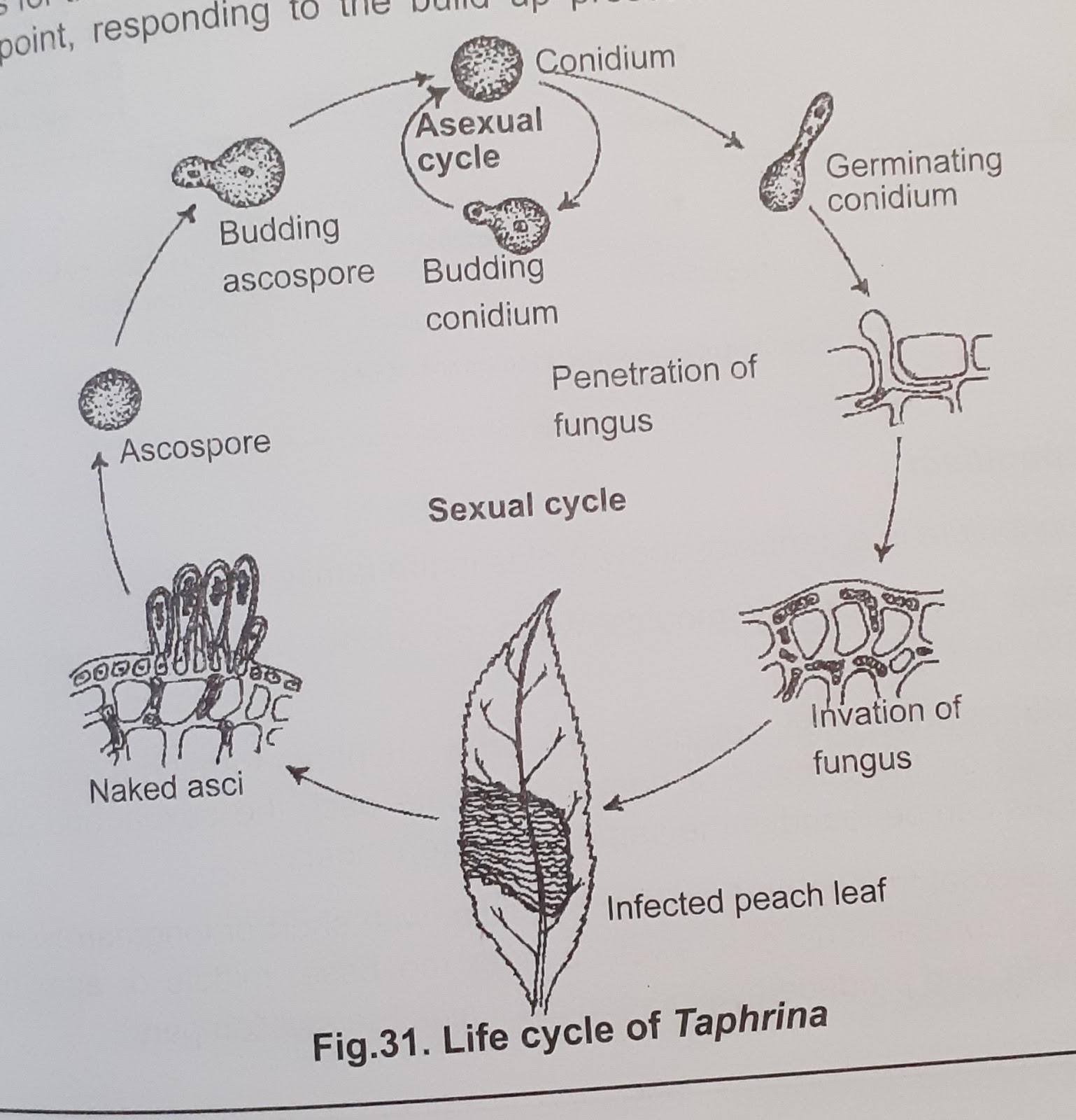 PAT 219 Applied Plant Pathology : September 2019