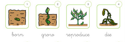 The Little English Kingdom: LIVING THINGS