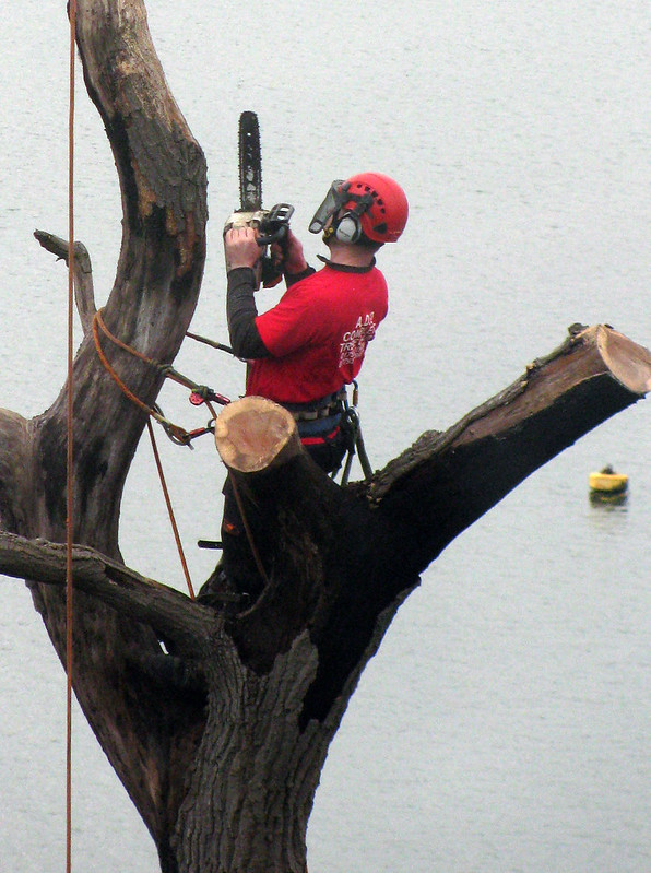 Derek Tait : Plymouth local history: The old oak tree in Saltash Passage