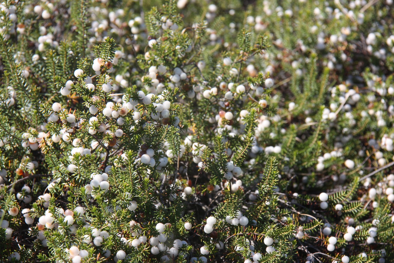 Tentações sobre a Mesa: Geleia de Camarinhas