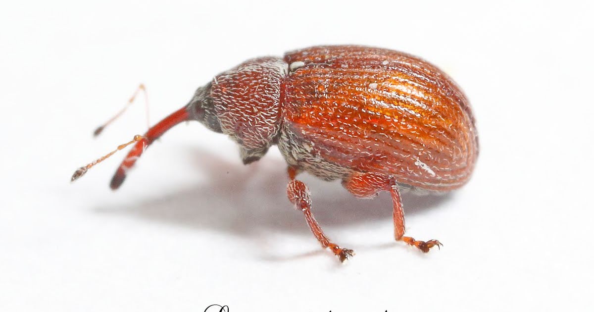 Anthonomus (varians) phyllocola