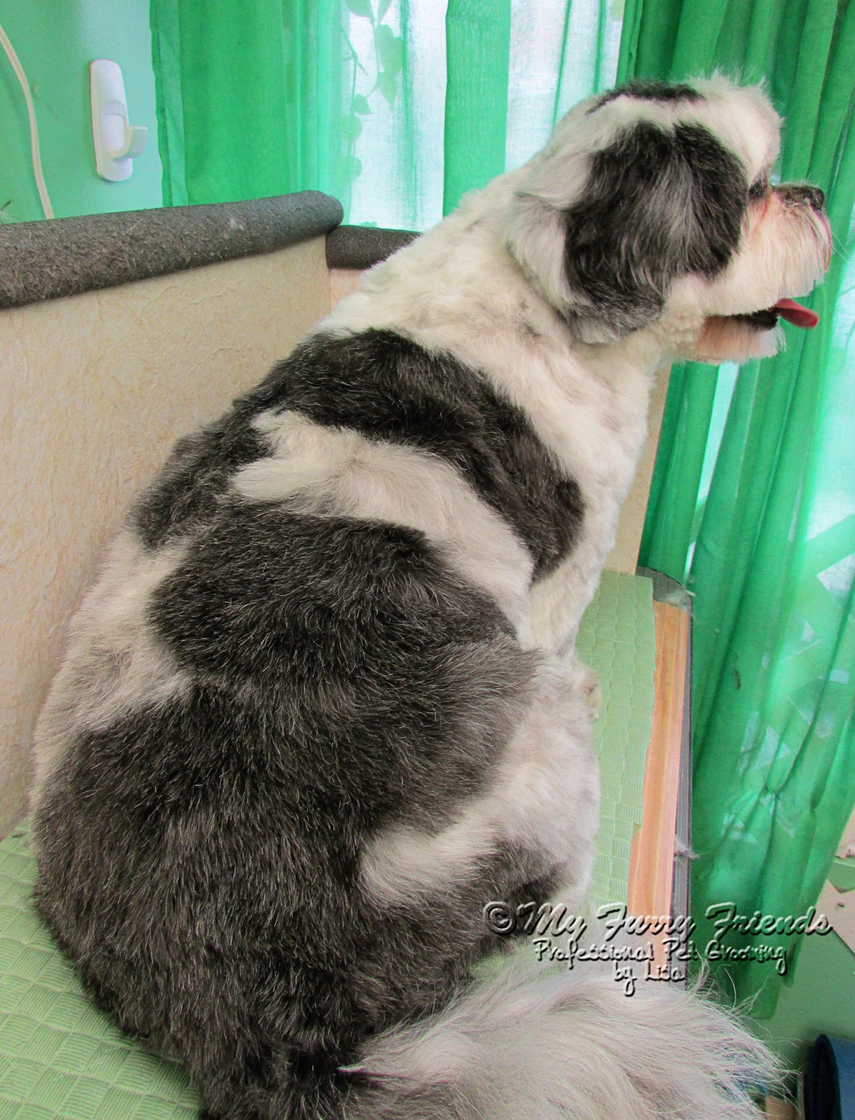Pet Grooming: The Good, The Bad, & The Furry: Makeover Monday #1
