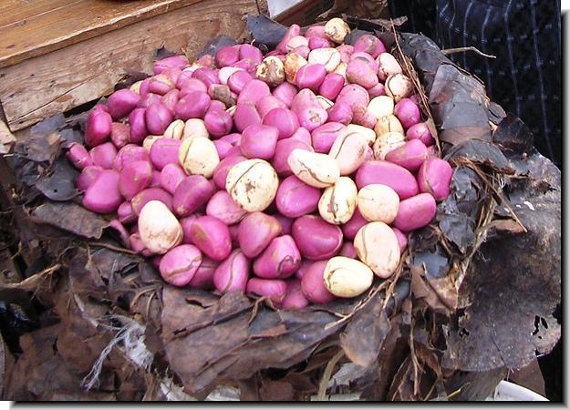Kola Nut | Medicinal herbs plants