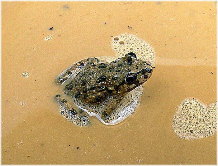 HUESCA Y LA SIERRA DE GUARA: SAPILLO MOTEADO Pelodytes punctatus ...