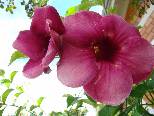 Allamanda blanchetti - Blog Arco do Verde