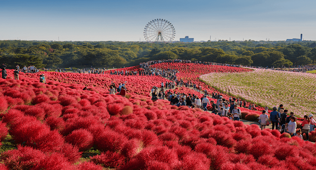 how about to take a ride to The Hitashi seaside Japan