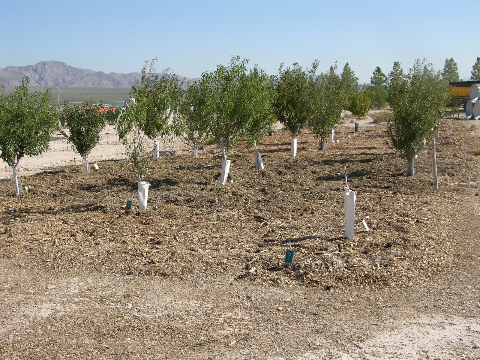 Viragrow: Wood Chip Mulch is Magic on Desert Soils