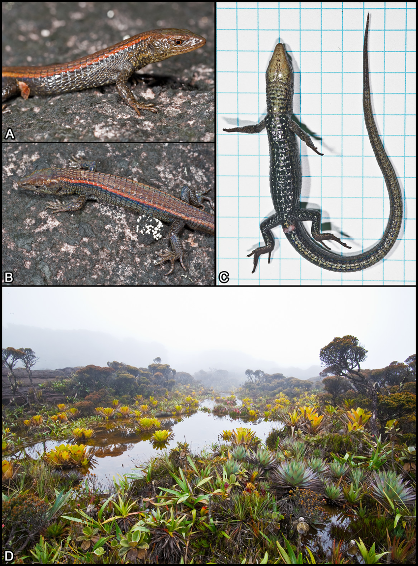 El Mundo Perdido. La fauna del Parque Nacional Canaima.