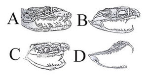 BIOLOGY EDUCATION: Ular