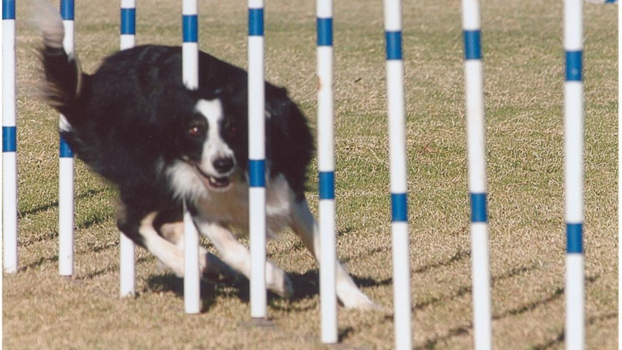 iliopsoas em cães, psoas major e o iliacus - PetEscadas