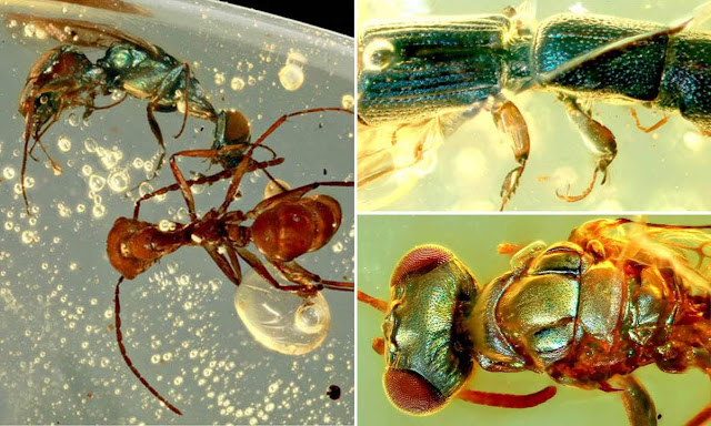 Dazzling Colors of 99-Million-Year-Old Insects Preserved in Amber ...