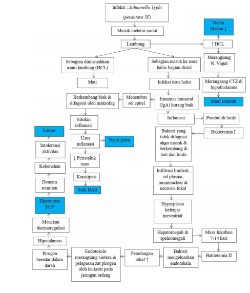 Demam Tifoid Final Concept Map Patofisiologi Etiologi Dll | My XXX Hot Girl