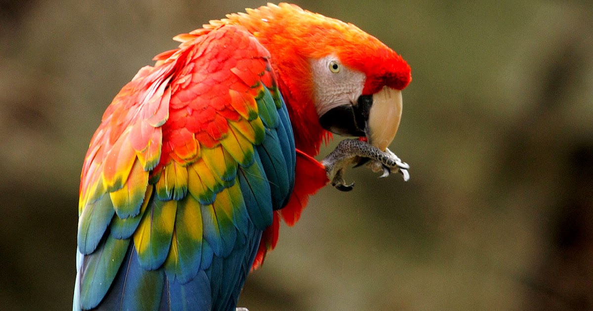 XTerraSpace: Scarlet macaw DNA points to ancient breeding operation in ...