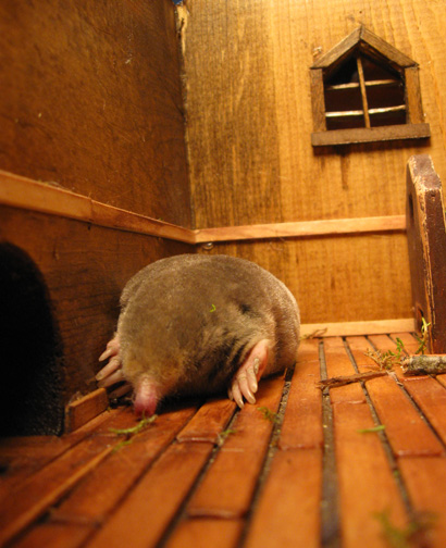 Matthew Fels: Mole In Mole House