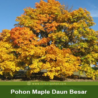 Spesies Pohon Maple yang Cantik Dari Seluruh Dunia - Ciriciripohon.com