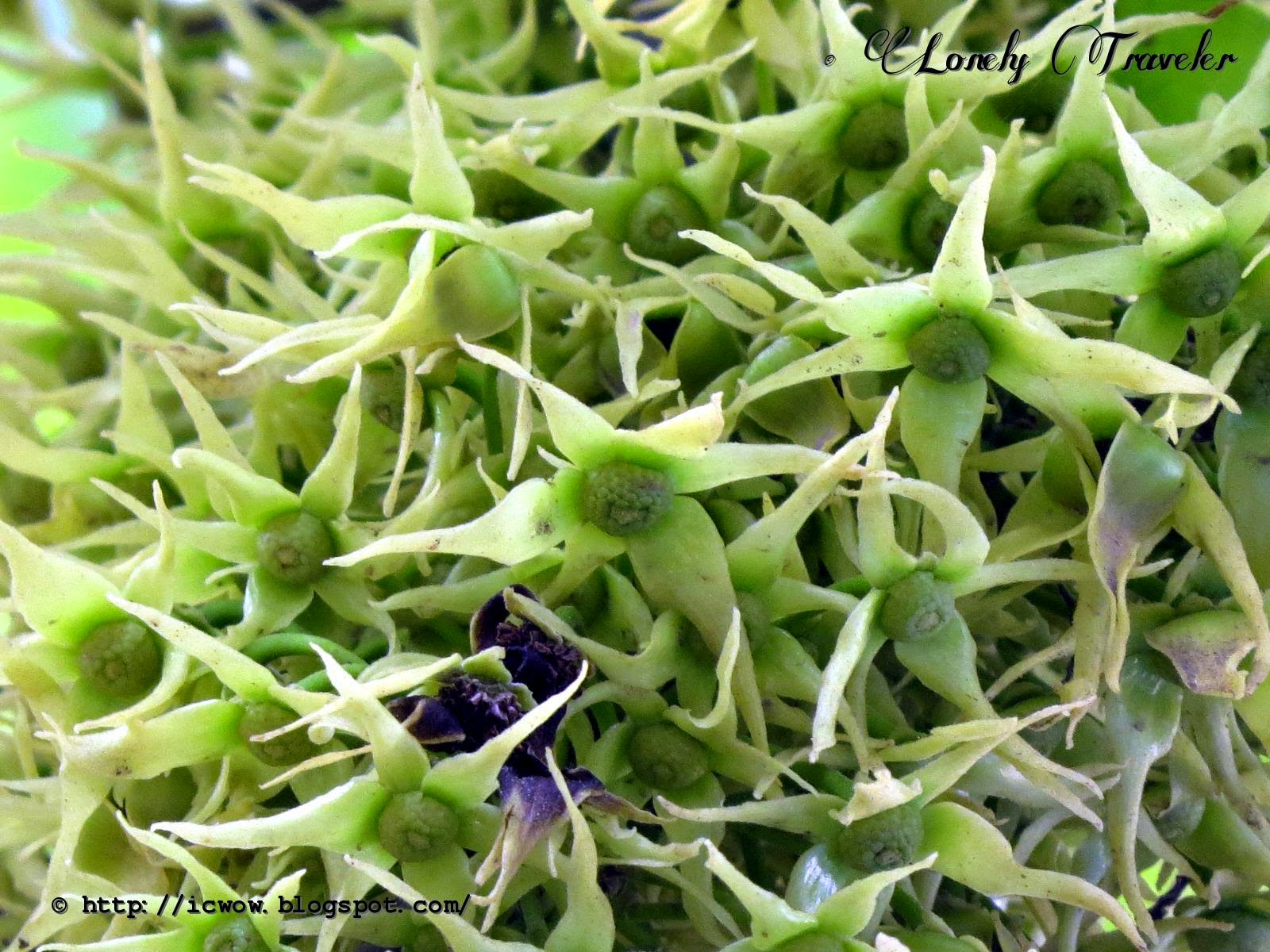 Debdaru ful (দেবদারু ফুল) - Polyalthia longifolia