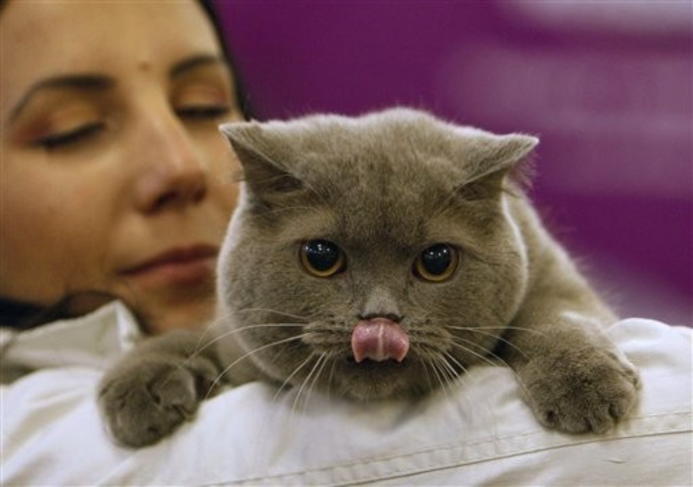 Mee Cat: Cat Beauty Contest in Bucharest