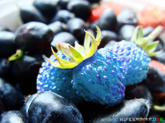 Collections: BLUE STRAWBERRIES