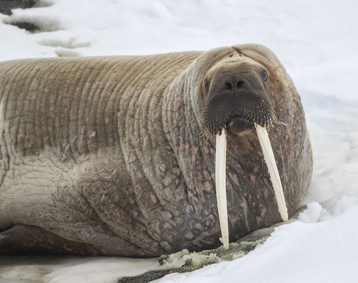 Light in the Valley: Pinnipeds and Cetaceans
