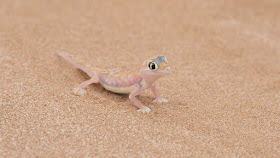 Real Monstrosities: Namib Web-footed Gecko