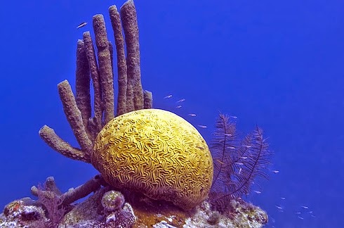 CURIOSIDADES: EL GRAN HOYO AZUL DE BELICE