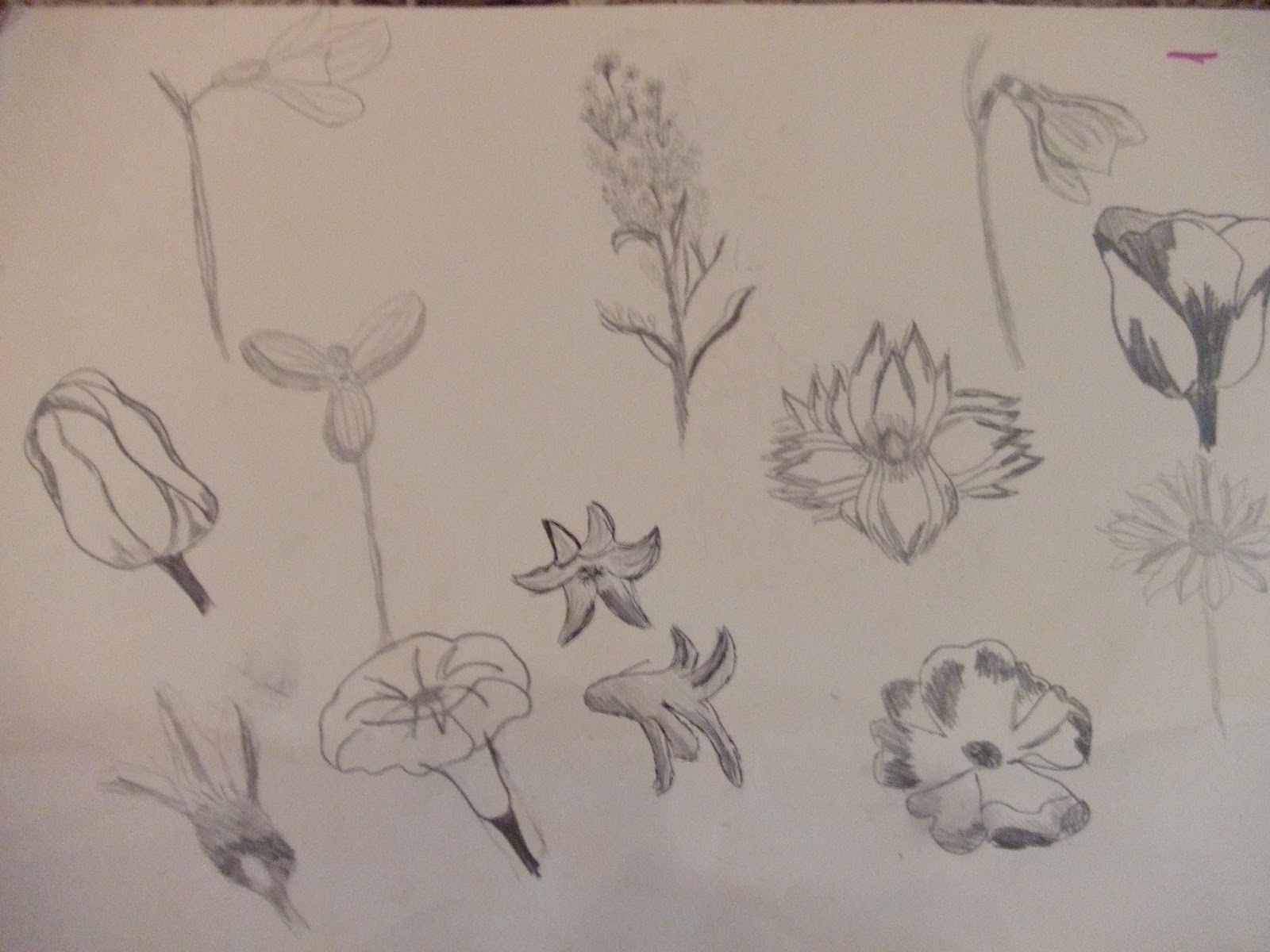 arta si creatie: Studiu de flori