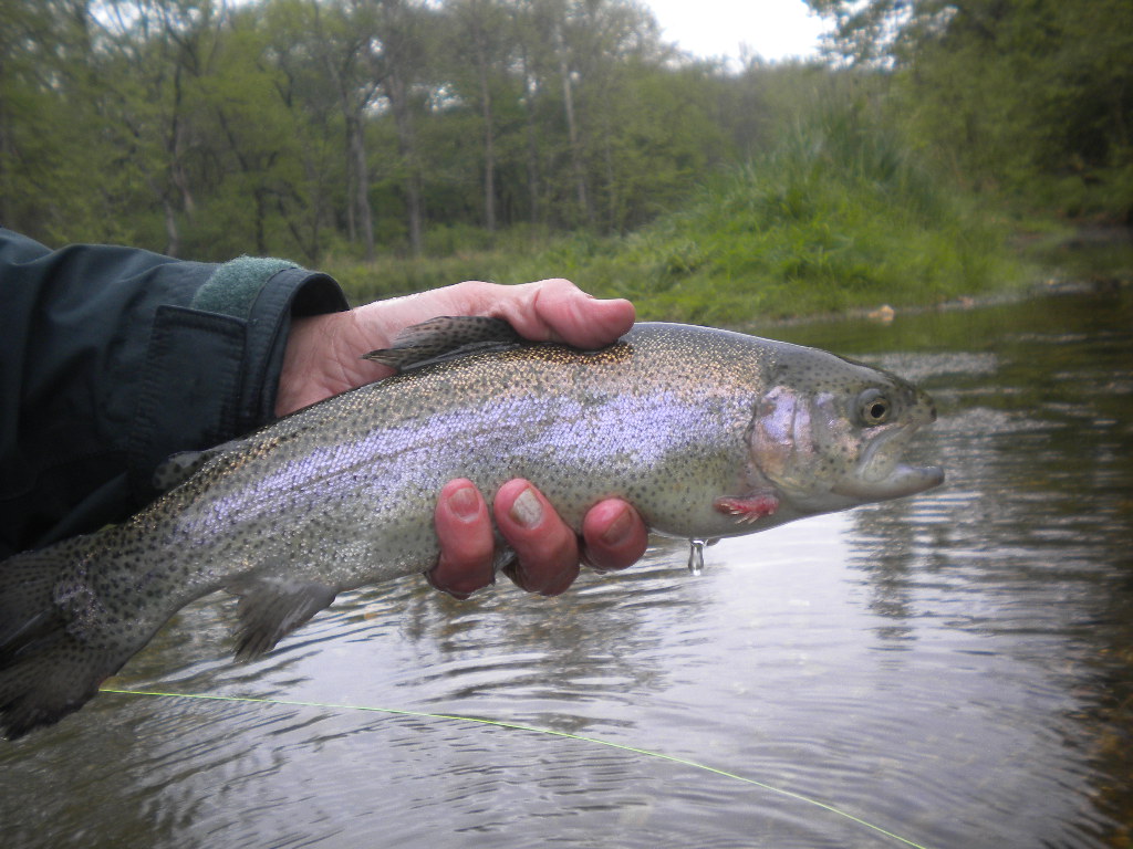 Fly Fish KC: Spring River Ark 4-11-12 & Montauk