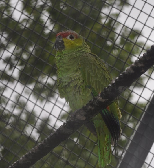 ZOOTOGRAFIANDO (6.100 ANIMALS): AMAZONA DE FRENTE ROJA / RED-FRONTED ...