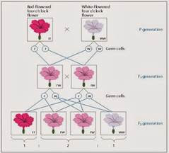 MATERI PEWARISAN SIFAT (GENETIKA) KELAS IX ~ Sains.