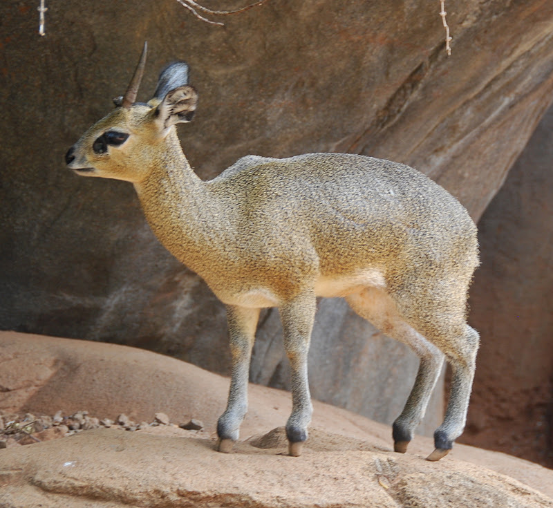 Hawaii Weekends: Honolulu Zoo