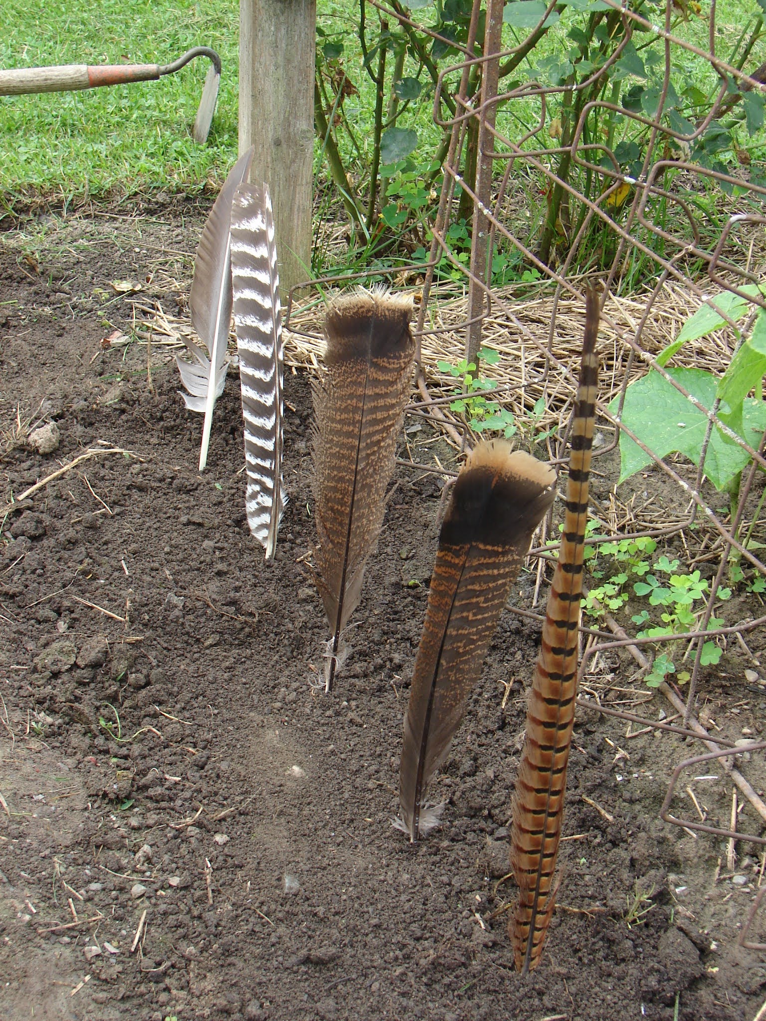 Feather Garden: July 2021