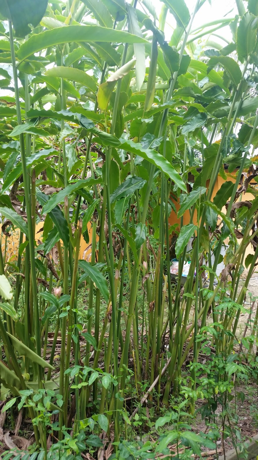 Warisan Petani: Tanaman Pokok Kantan.