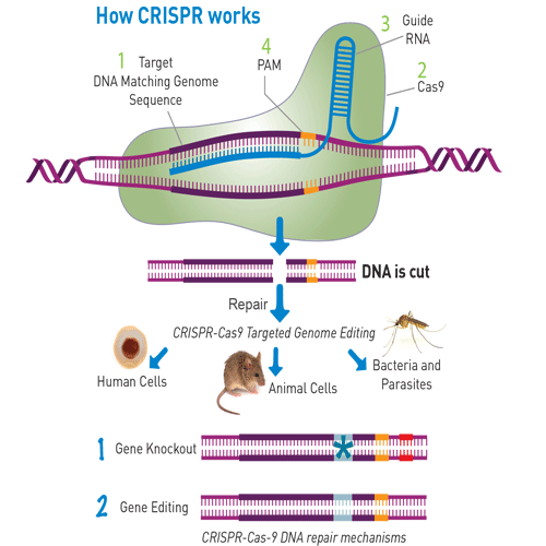 SoftwarePhysics: CRISPR - the First Line Editor for DNA