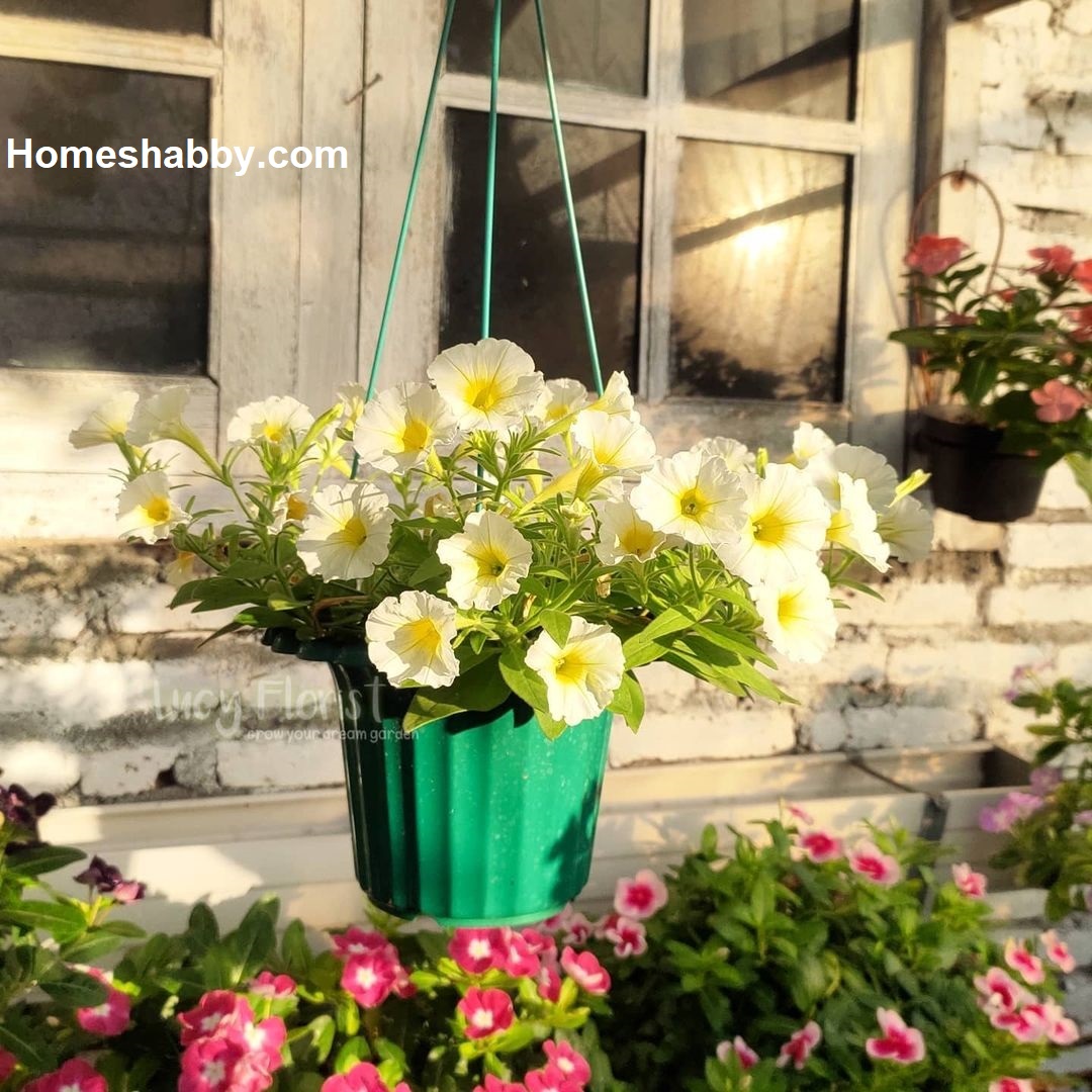 7 Bunga yang Cocok digantung di Teras Rumah Minimalis Modern ...