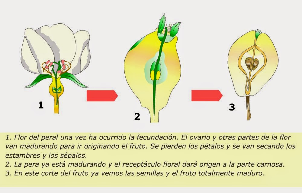 BIOLOGÍA Y GEOLOGÍA 1ESO EXXI - IES MAR. BAQUERO: marzo 2016