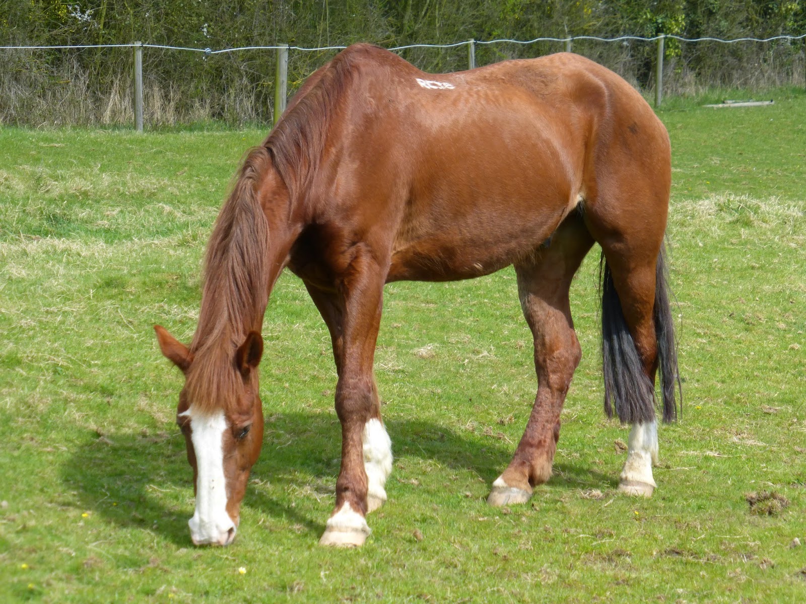 Horse Life and Love: Beautiful sunshine, shiny horses!