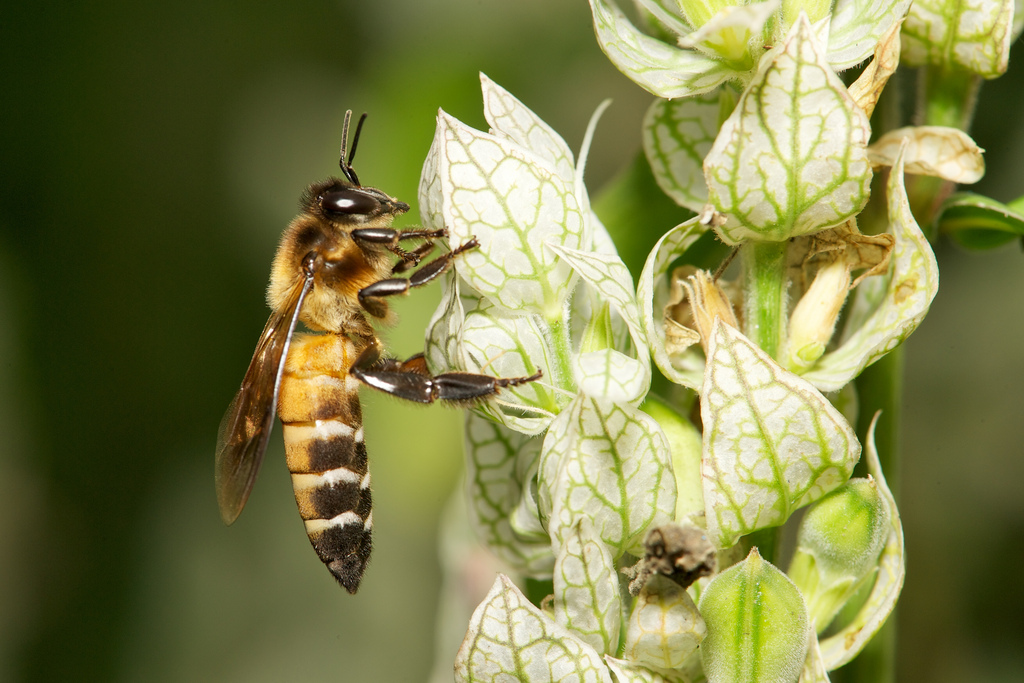 Corona Apicultores: ESPECIES Y SUBESPECIES DE ABEJAS