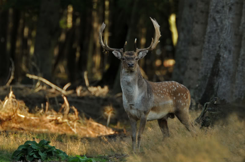 ANIMALE: CERBUL LOPATAR