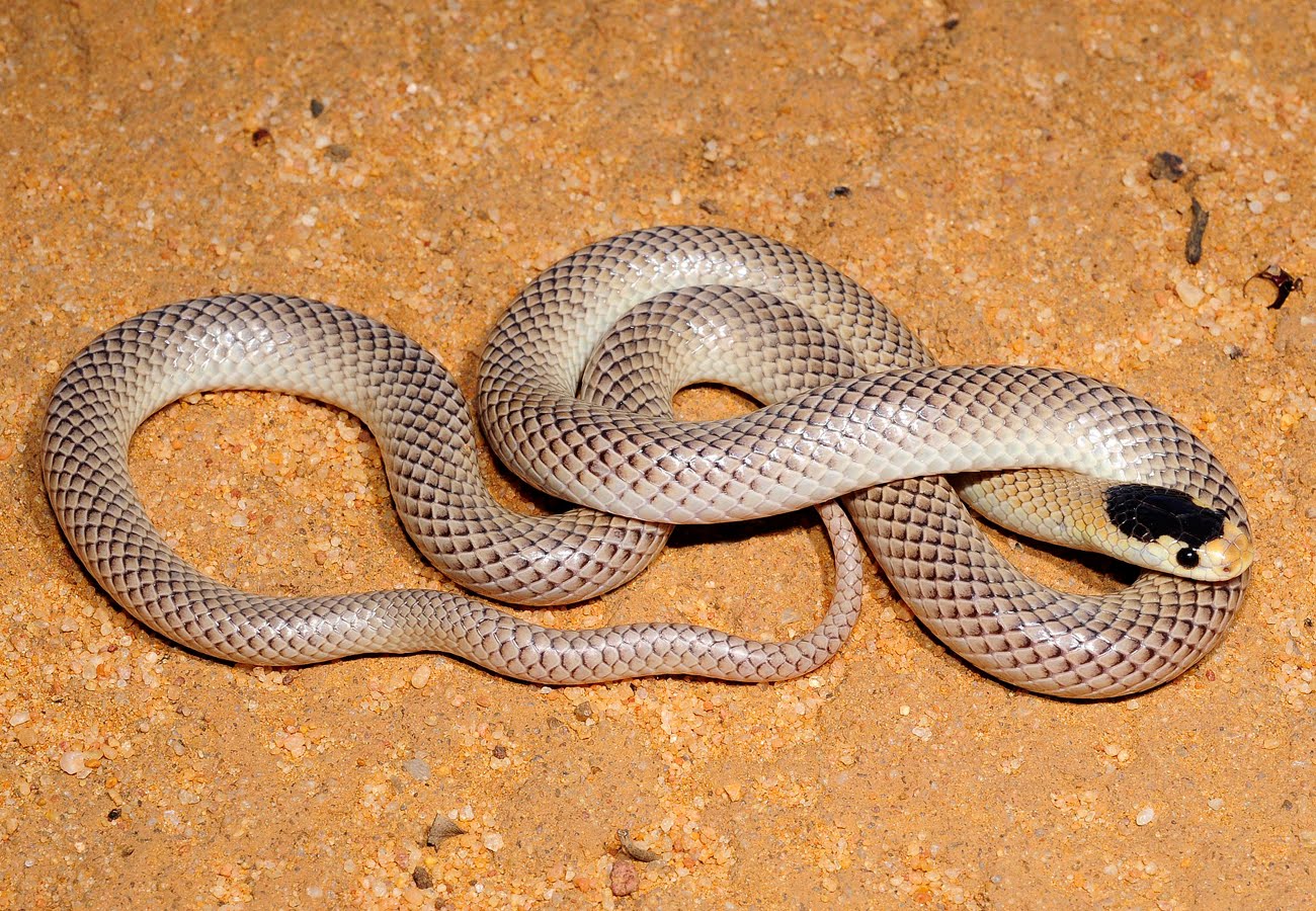 Species New to Science: [Herpetology • 2020] What’s Under the Hood ...