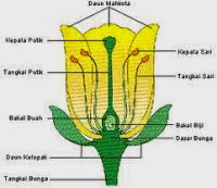 Bagian-Bagian dan Struktur Anatomi Bunga ~ Lintang Suci Kurniavy ...