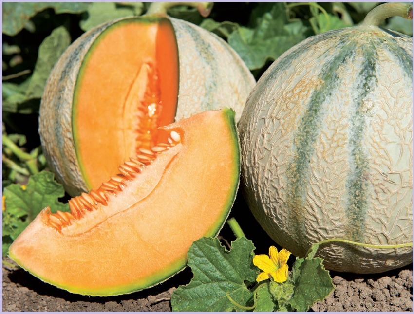 LOS INCREÍBLES BENEFICIOS DEL MELÓN